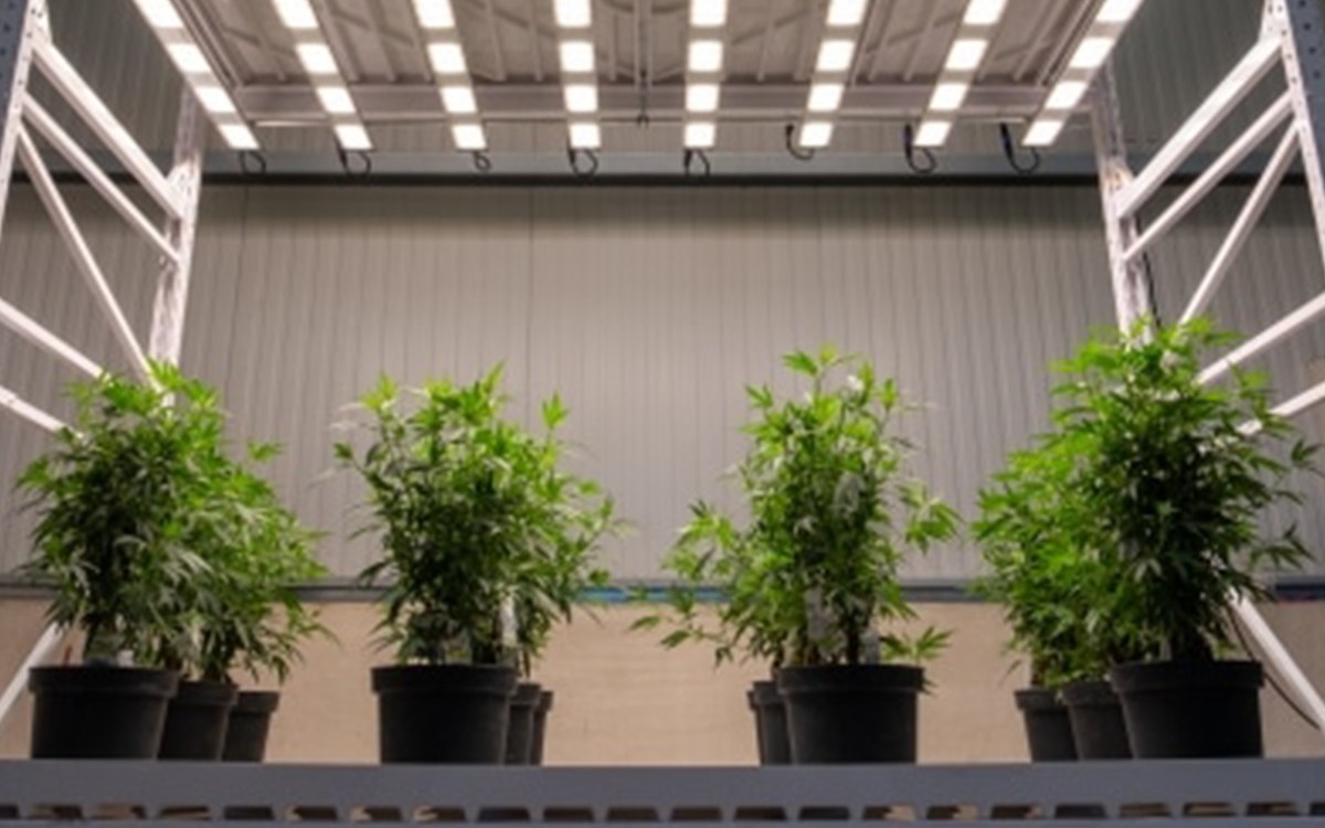 Cree LED and SANlight Partner to Advance High-Efficiency Horticulture ...
