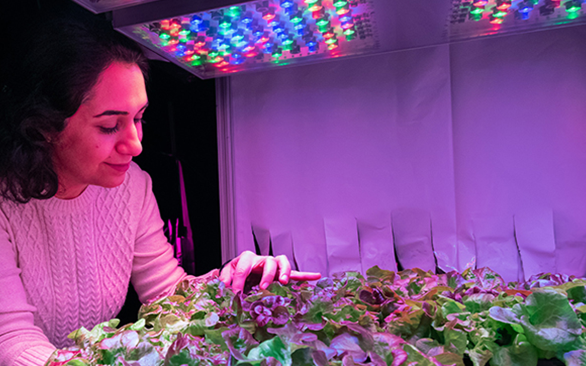 New LED Strategies Could Make Vertical Farming More Productive, Less ...