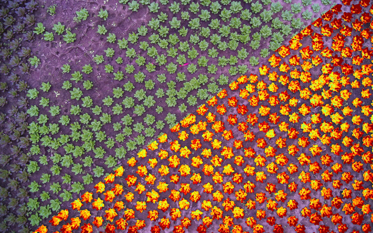 Sollum Technologies Partners with Leaficient to Optimize Agricultural ...