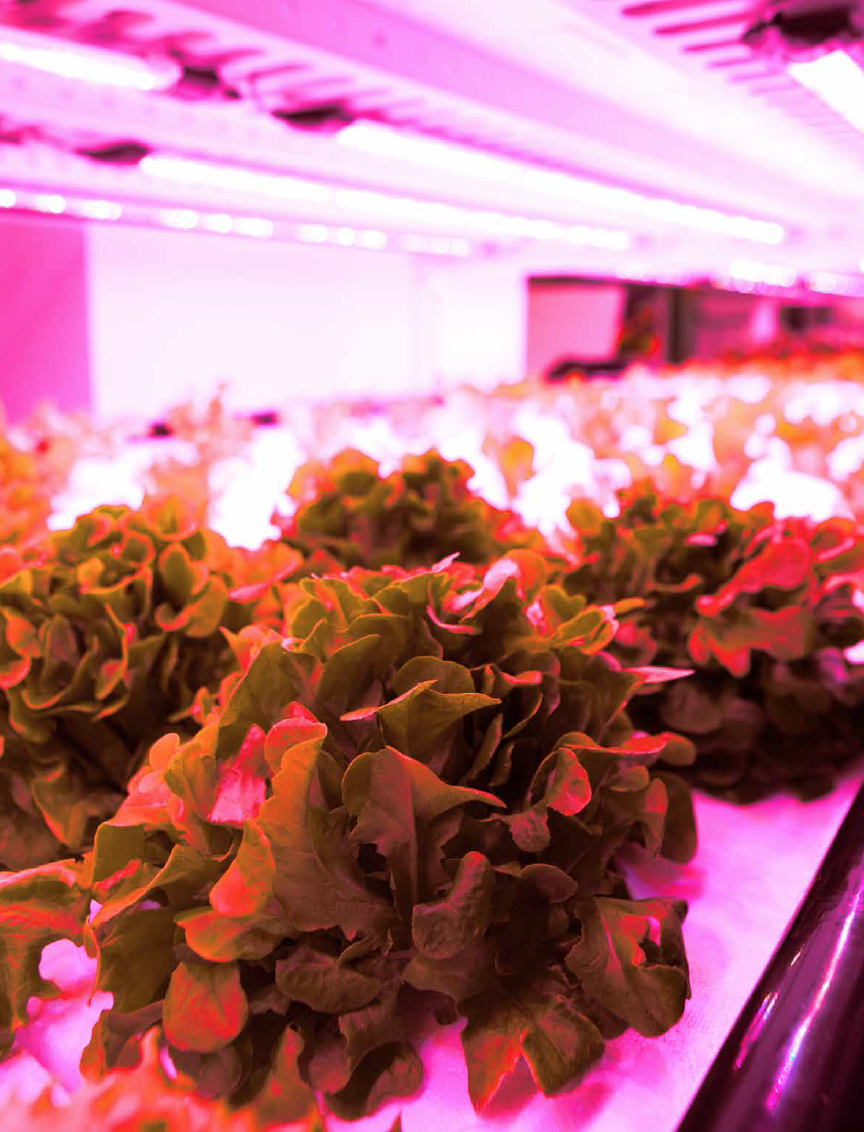 More Efficient Plant Growth with Quantum Dots by Nanoco Lighting — LED ...