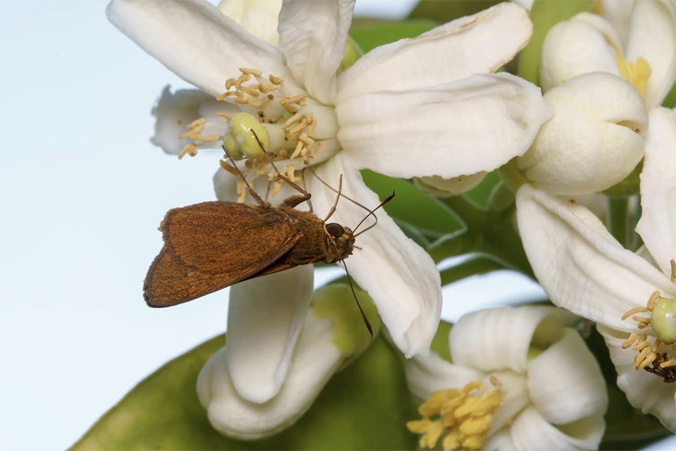 Pollinators: Switch Street Lights off at Midnight to Help Moths and ...