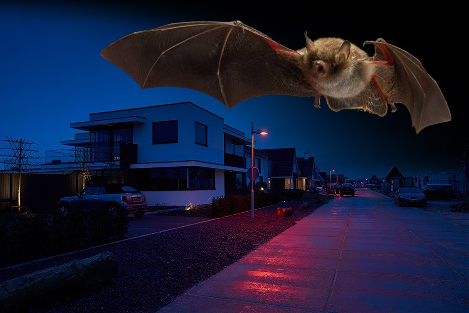 Dutch Town Is First in World to Install Bat-Friendly LED Street Lights ...