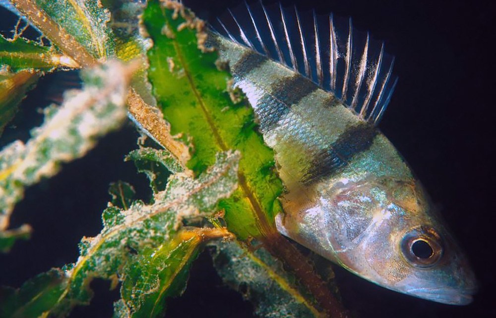 Light Pollution Suppresses Melatonin Production in Perch — LED ...