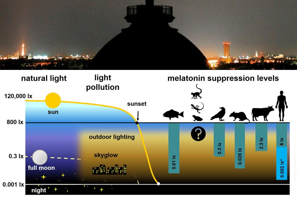 Research Confirms that Light Pollution Can Suppress Melatonin ...