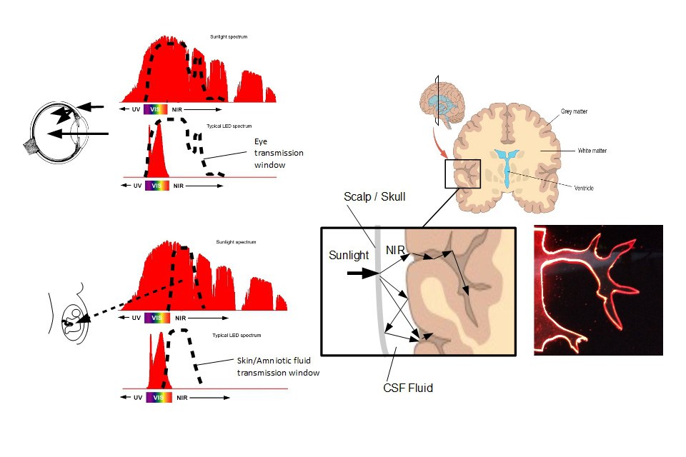 3D Bio-Optical Models Reveals How the Human Body Uses the Entire Solar ...